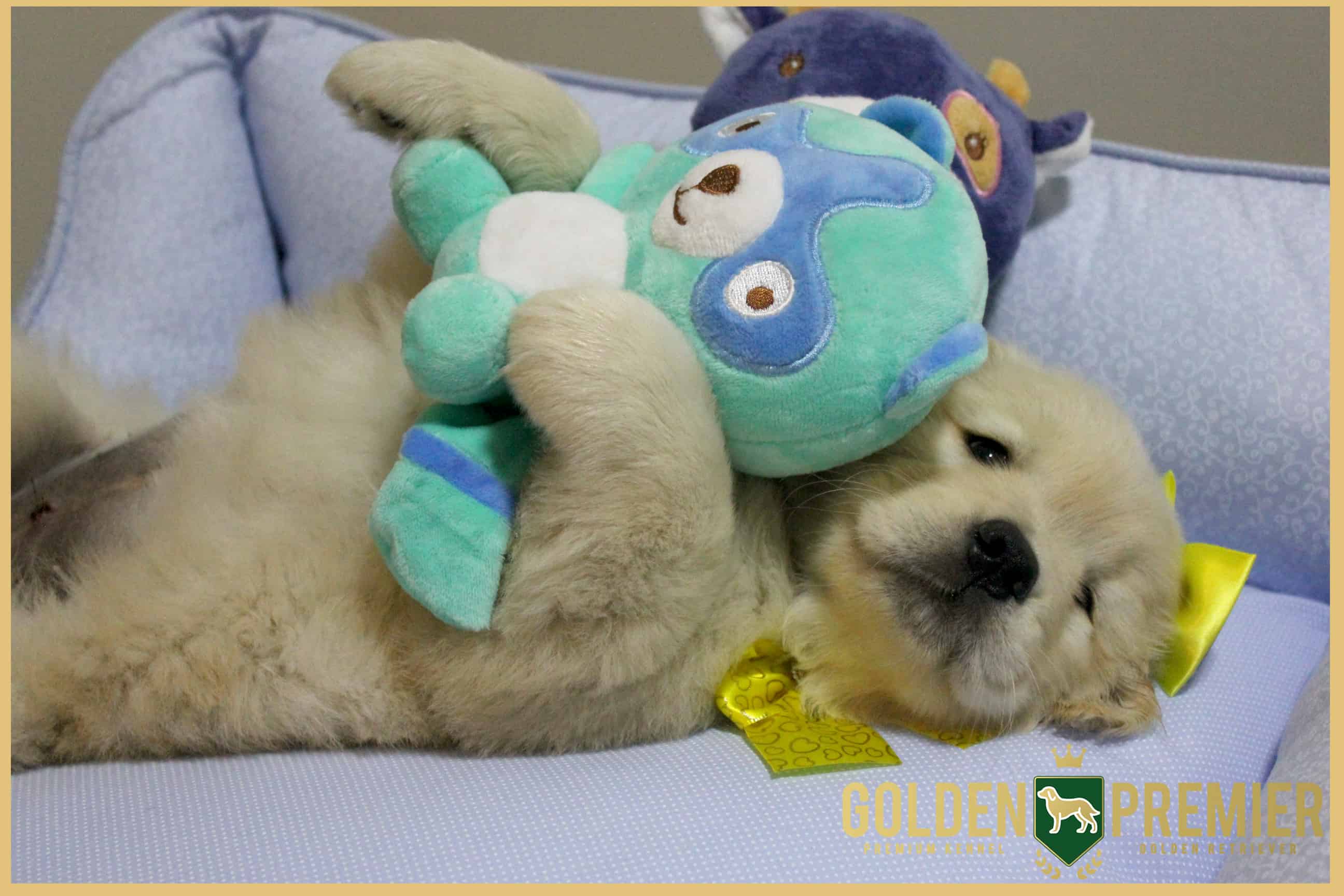 Filhotes Golden Retriever - Filhote de Golden Retriever veja o preço